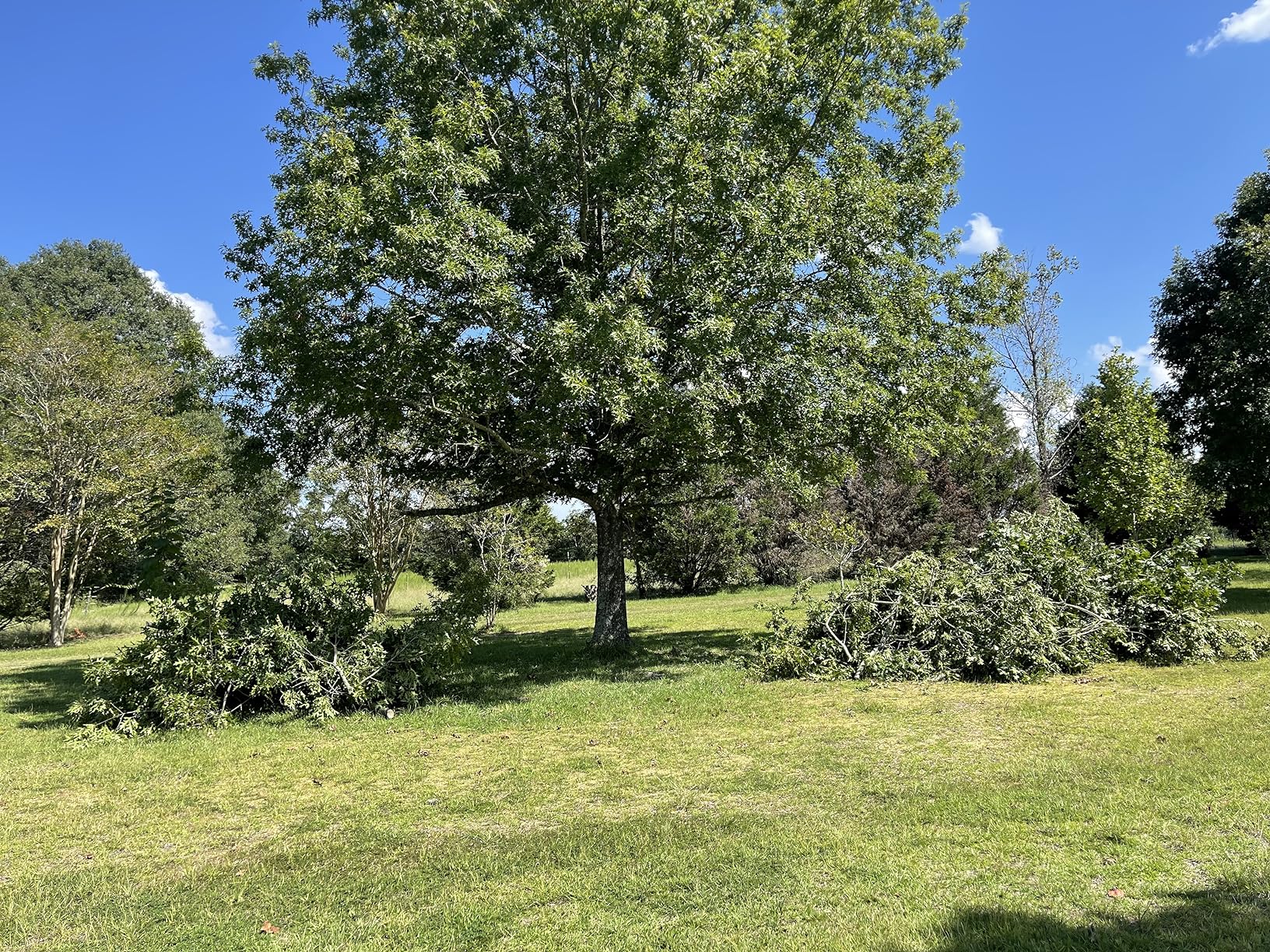 $9/mo - Finance SENDRY Mini Chainsaw 6-Inch, Powerful Cordless ...