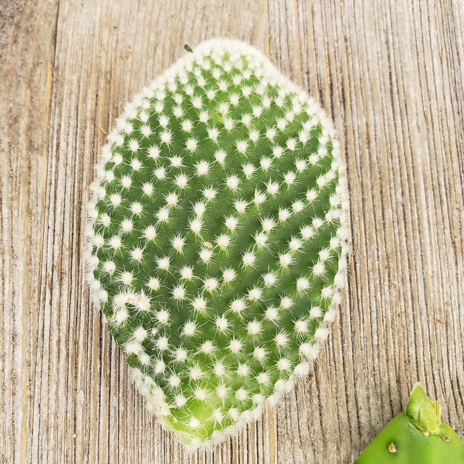 Amazon.com : Opuntia microdasys albata 3 cuttings Cacti Cactus ...