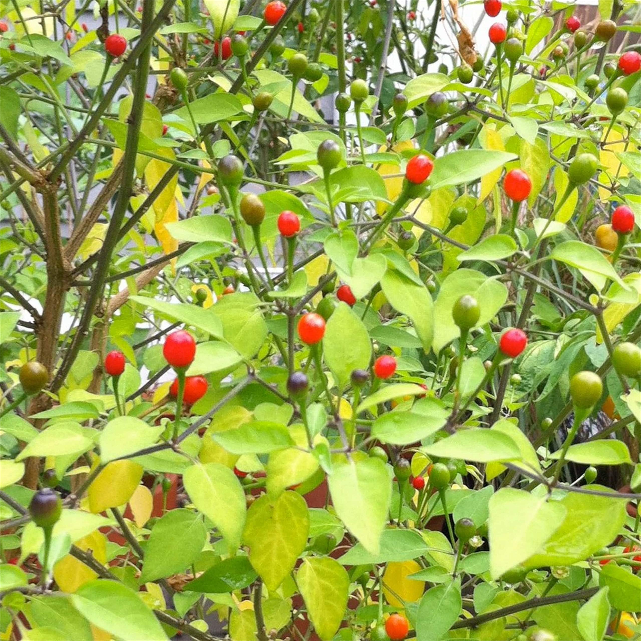 Amazon.com : Chocolate Chiltepin Heirloom Pepper Premium Seed Packet ...