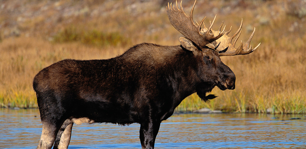 Moose Hunting Calls - App on Amazon Appstore