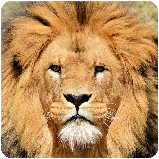 Lion Sounds - App on Amazon Appstore