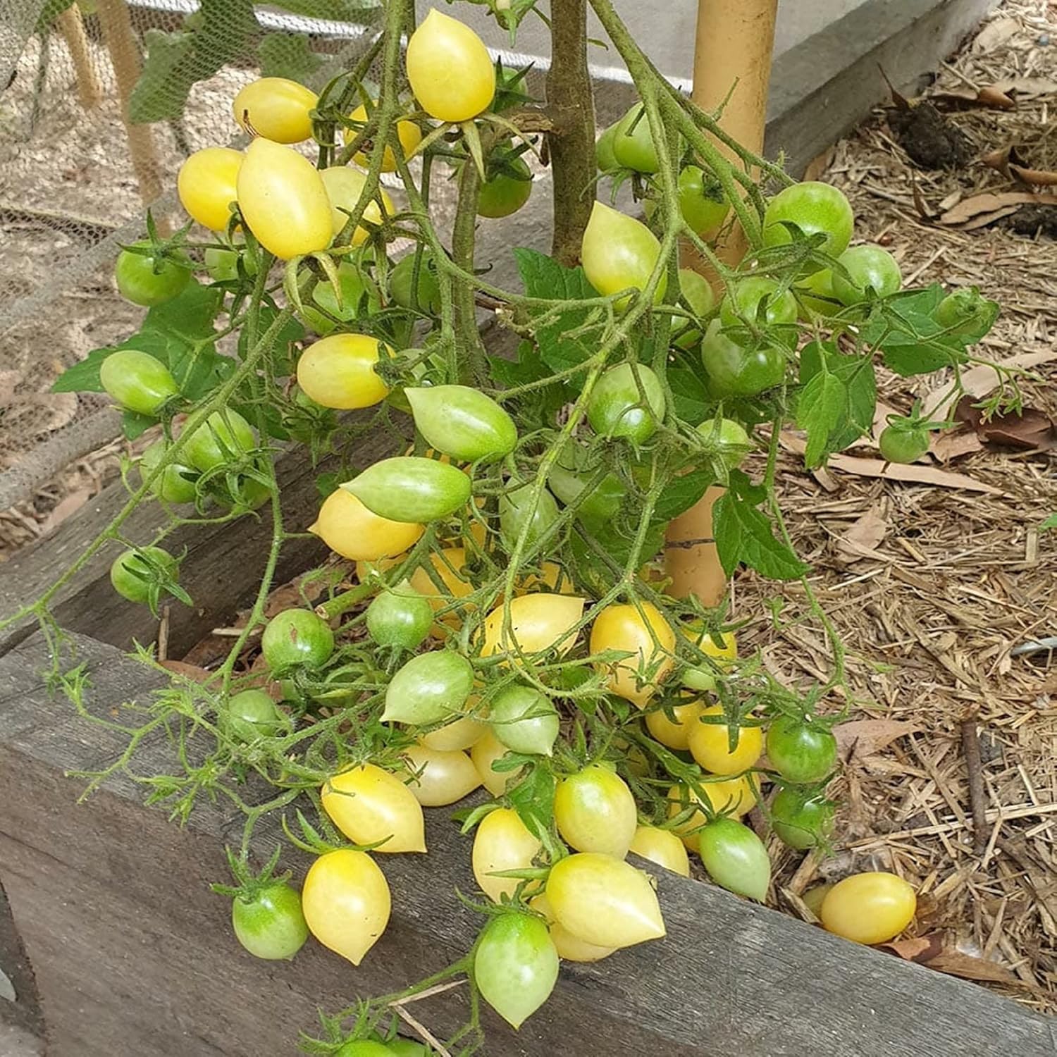 CHUXAY GARDEN Barry’s Crazy Cherry Tomate Seed 20 Semillas Heirloom ...