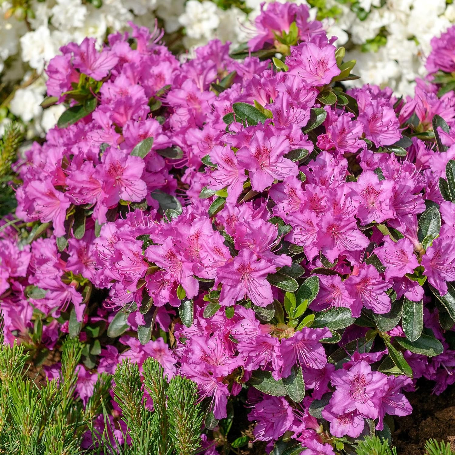 Azalea Konigstein Plant | Violet Purple Flowering Outdoor Garden Shrub ...