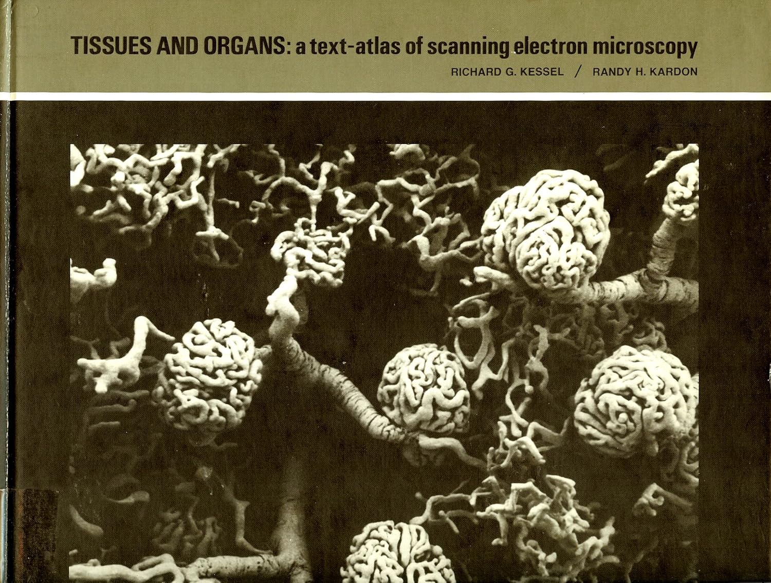 Tissues and organs: A text-atlas of scanning electron microscopy ...