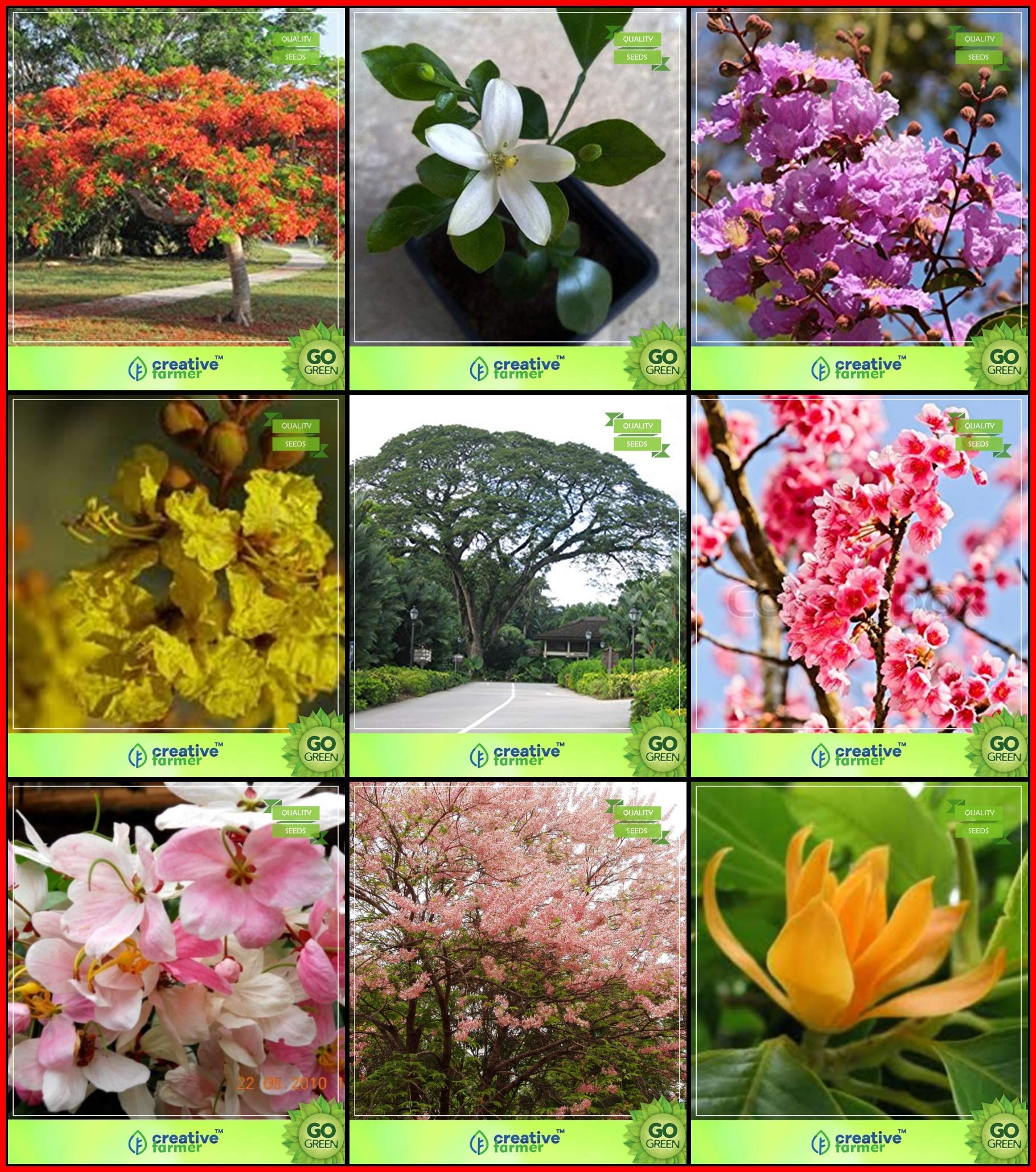 Buy OhhSome Combo Tree : Delonix Regia, Kamini , Pride Of India ...