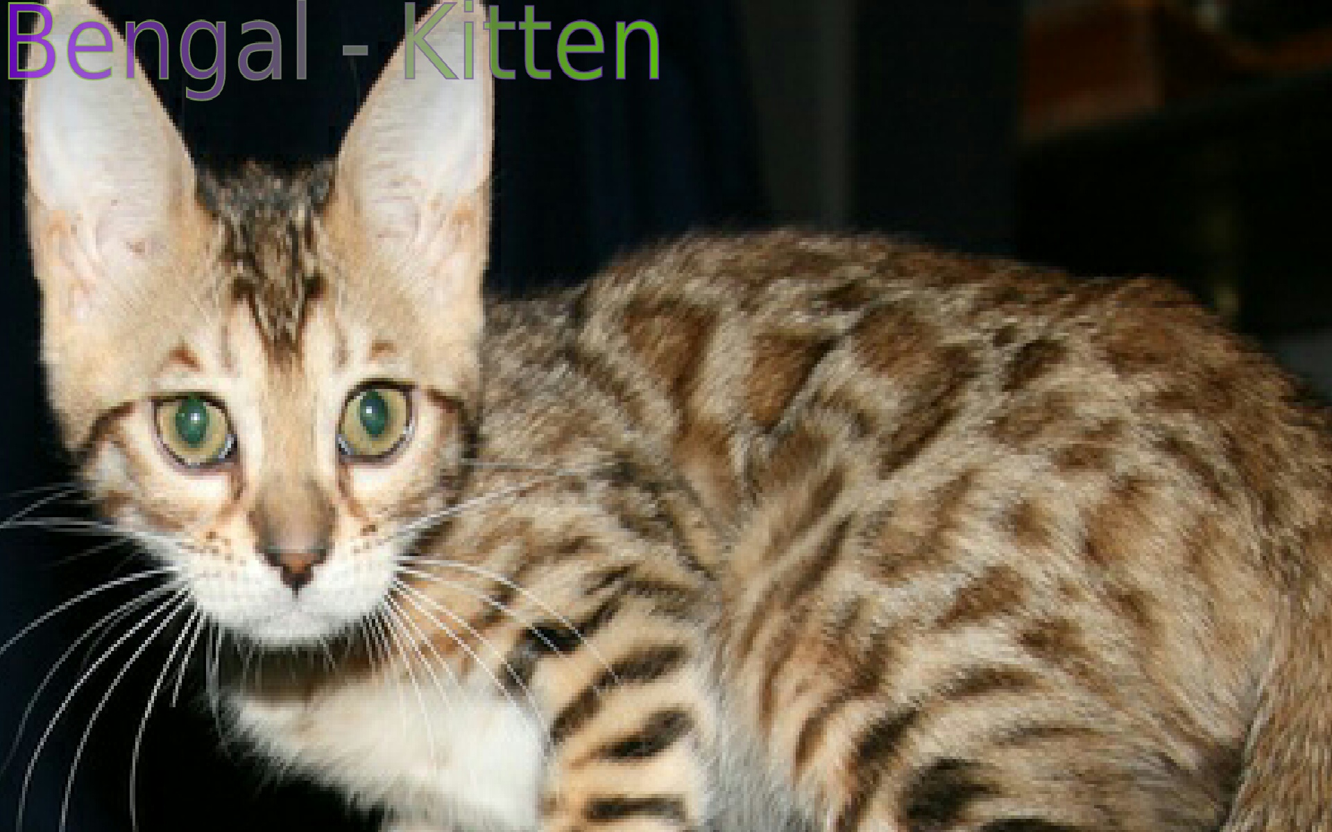 Top 20 Cats and Kittens - App on Amazon Appstore