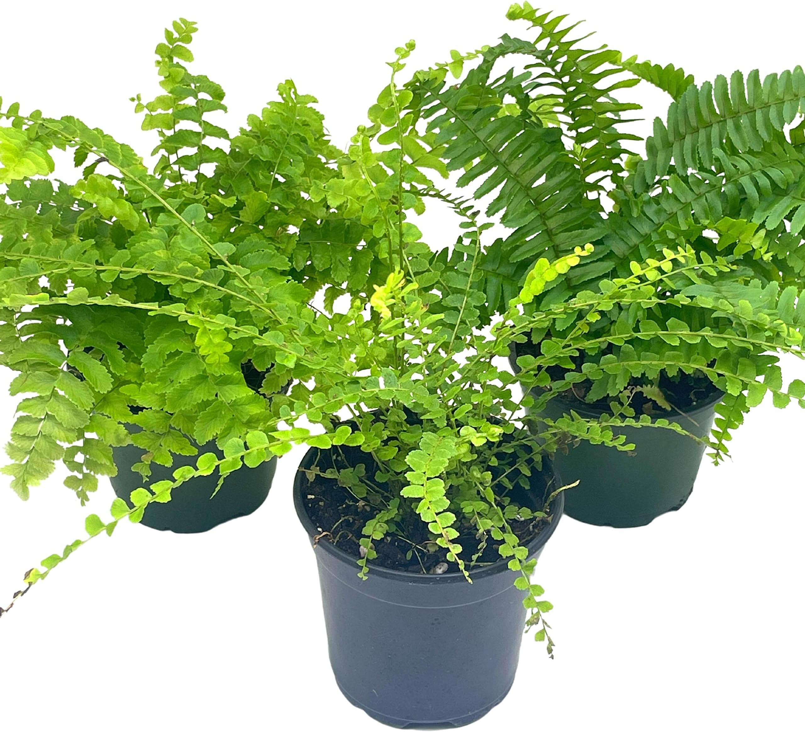 Amazon.com: Boston Ferns in 6 Inch Pot : Patio, Lawn & Garden