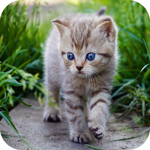 Cat Wallpaper HD - App on Amazon Appstore