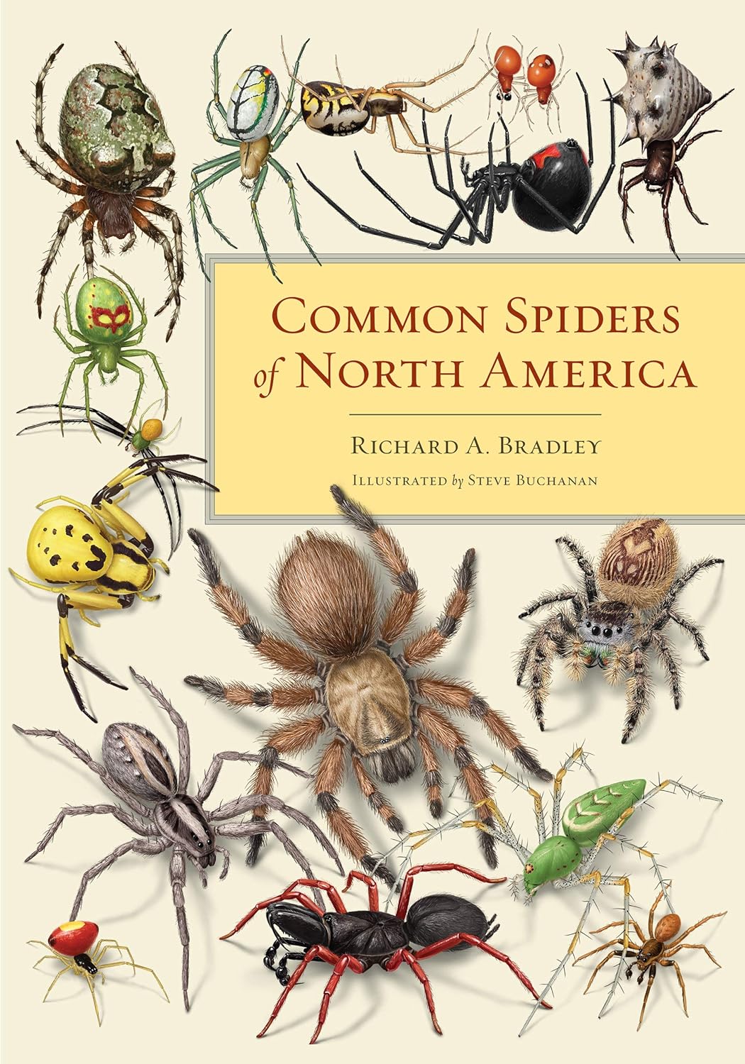 Common Spiders of North America by Bradley, Richard A.