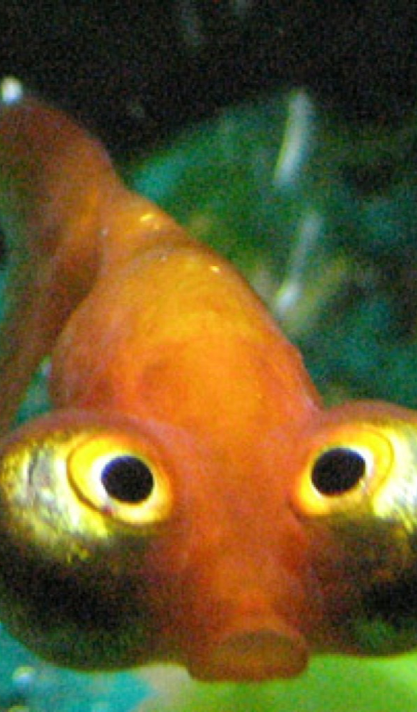 fantail goldfish Wallpaper -- HD Wallpapers of fantail goldfish! - App ...