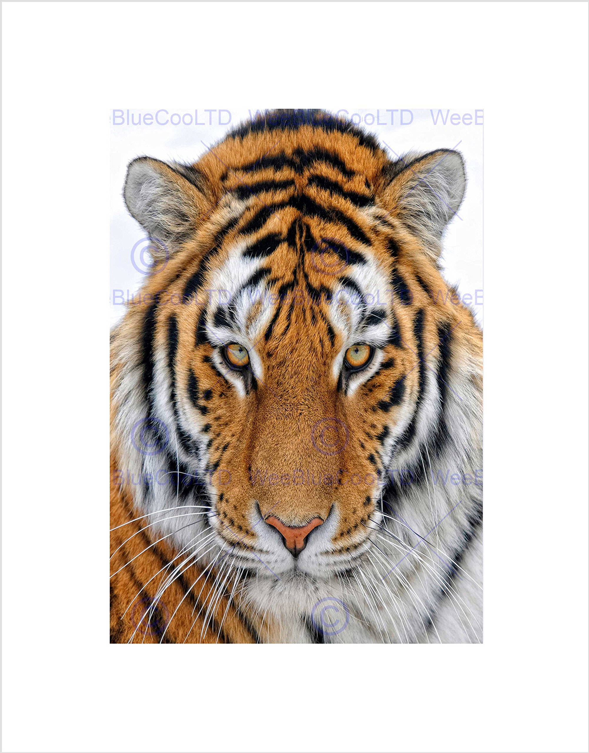 Big Cat Eye Diagram Cat Eyes BLUE In Daylight BIG Patch/Badge