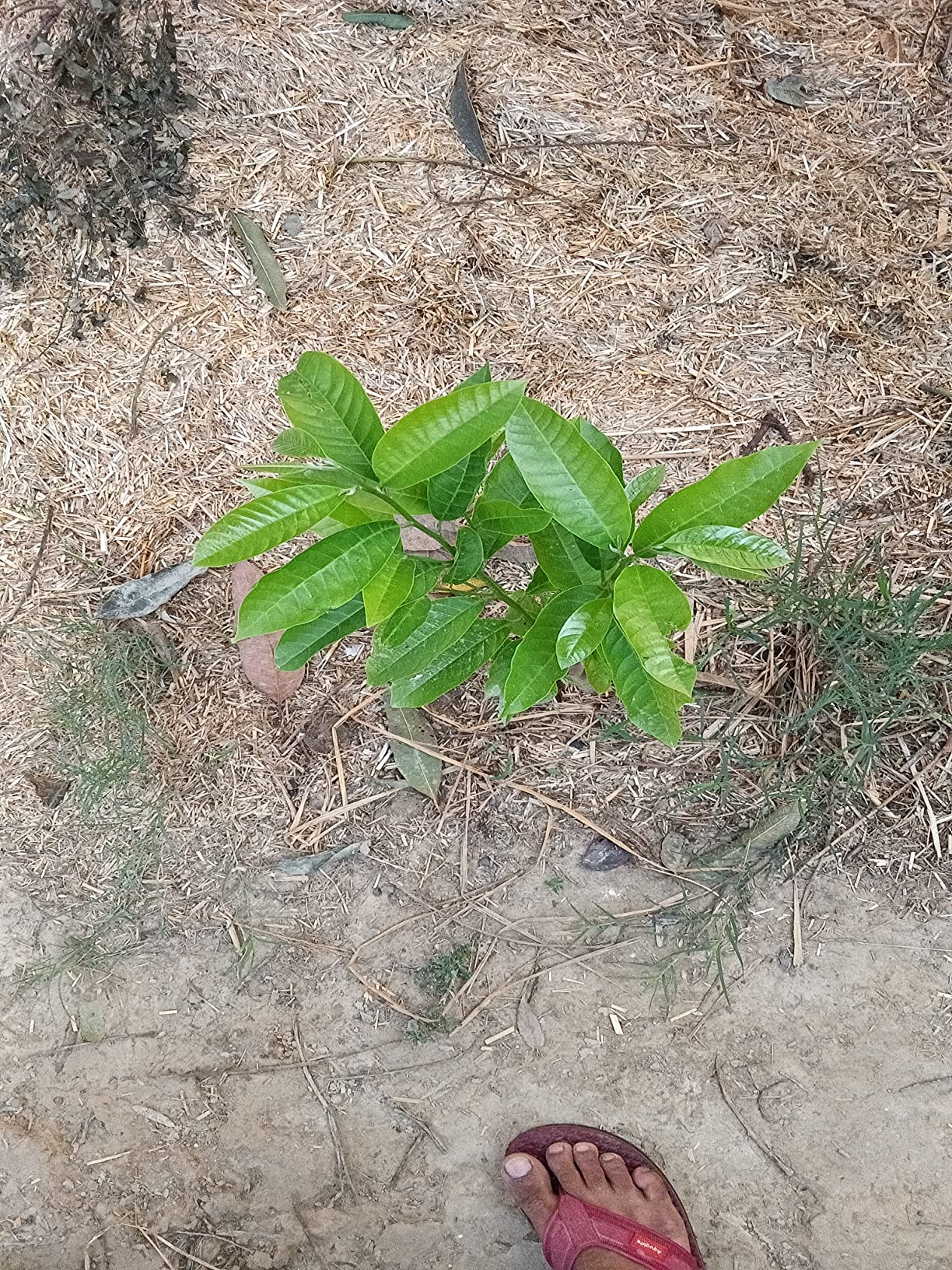 SEEDseller Precious DIOSPYROS EBENUM or Ceylon Ebony Black Wood Tree ...