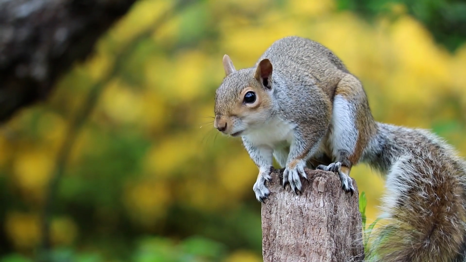 Watch Bungee Squirrel Feeder for Outside Hanging Corn Cob on Amazon Live