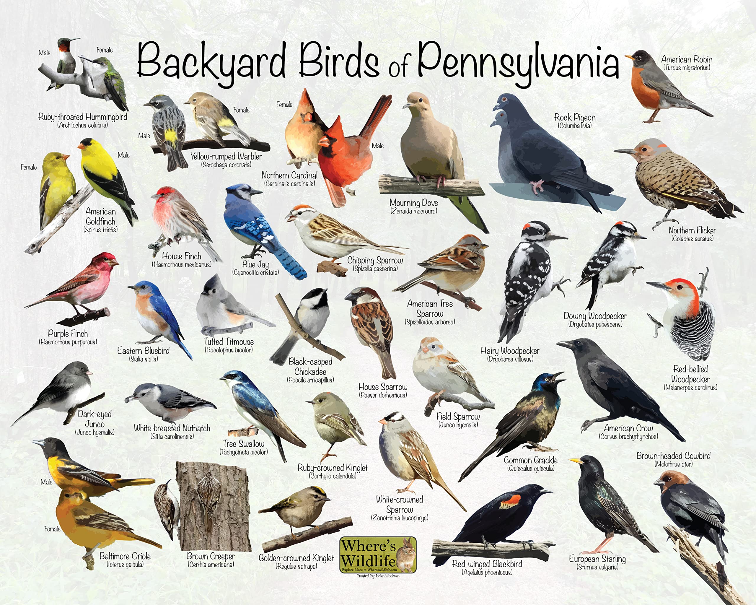 Songbirds Of Pa