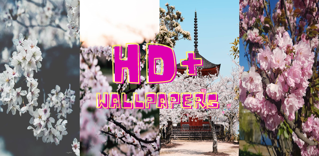 Sakura Wallpapers Hd Sakura Wallpapers Backiee