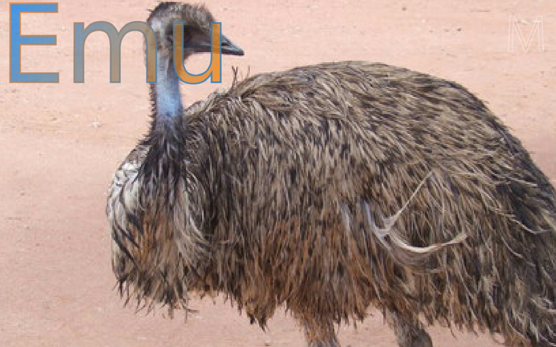 Wild Animals: app su Amazon Appstore