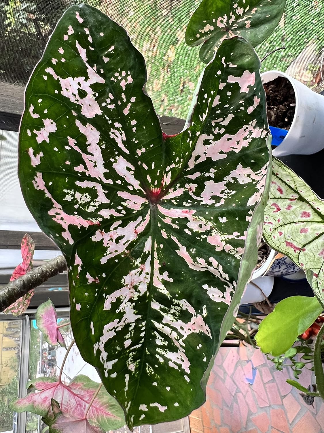 Amazon.com : Caladium Bulbs - Florida Elise (2 Bulbs) PreOrder - Easy ...