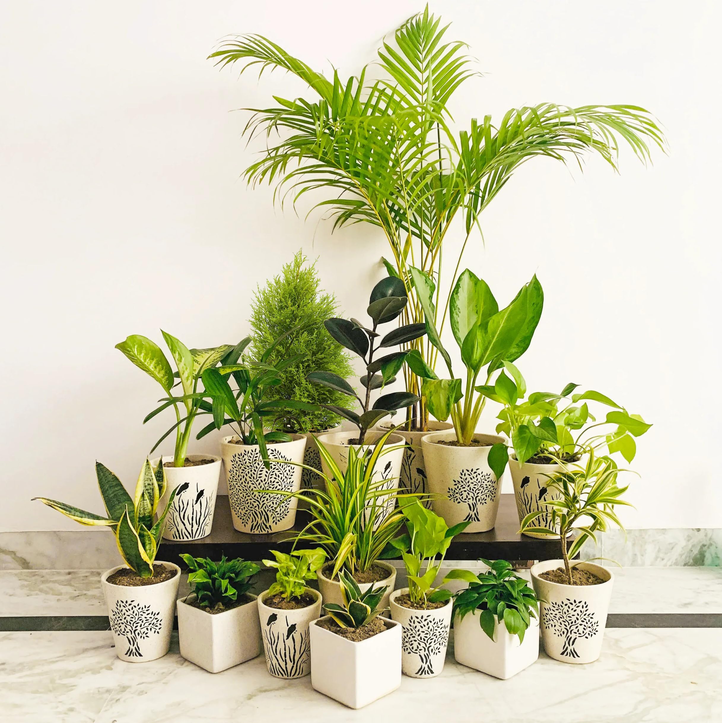 Air Purifying Plants Nasa