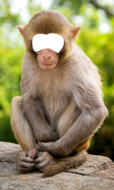 Animal Photo Montage Editor - App on Amazon Appstore