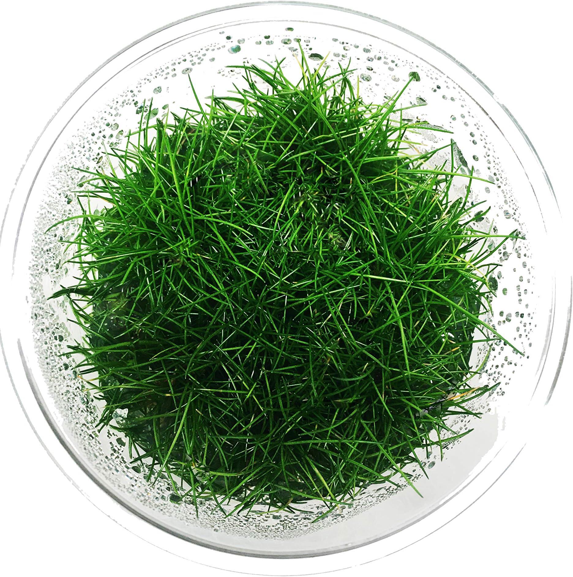 Amazon.com: Marcus Fish Tanks - 3X Dwarf Hair Grass Eleocharis Parvula ...