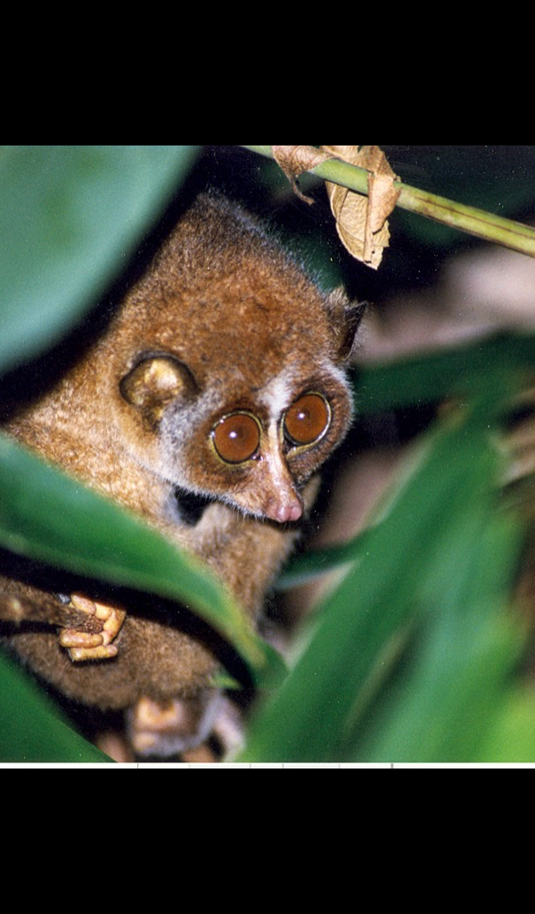 slow lori Wallpaper -- HD Wallpapers of slow loris! - App on the Amazon ...