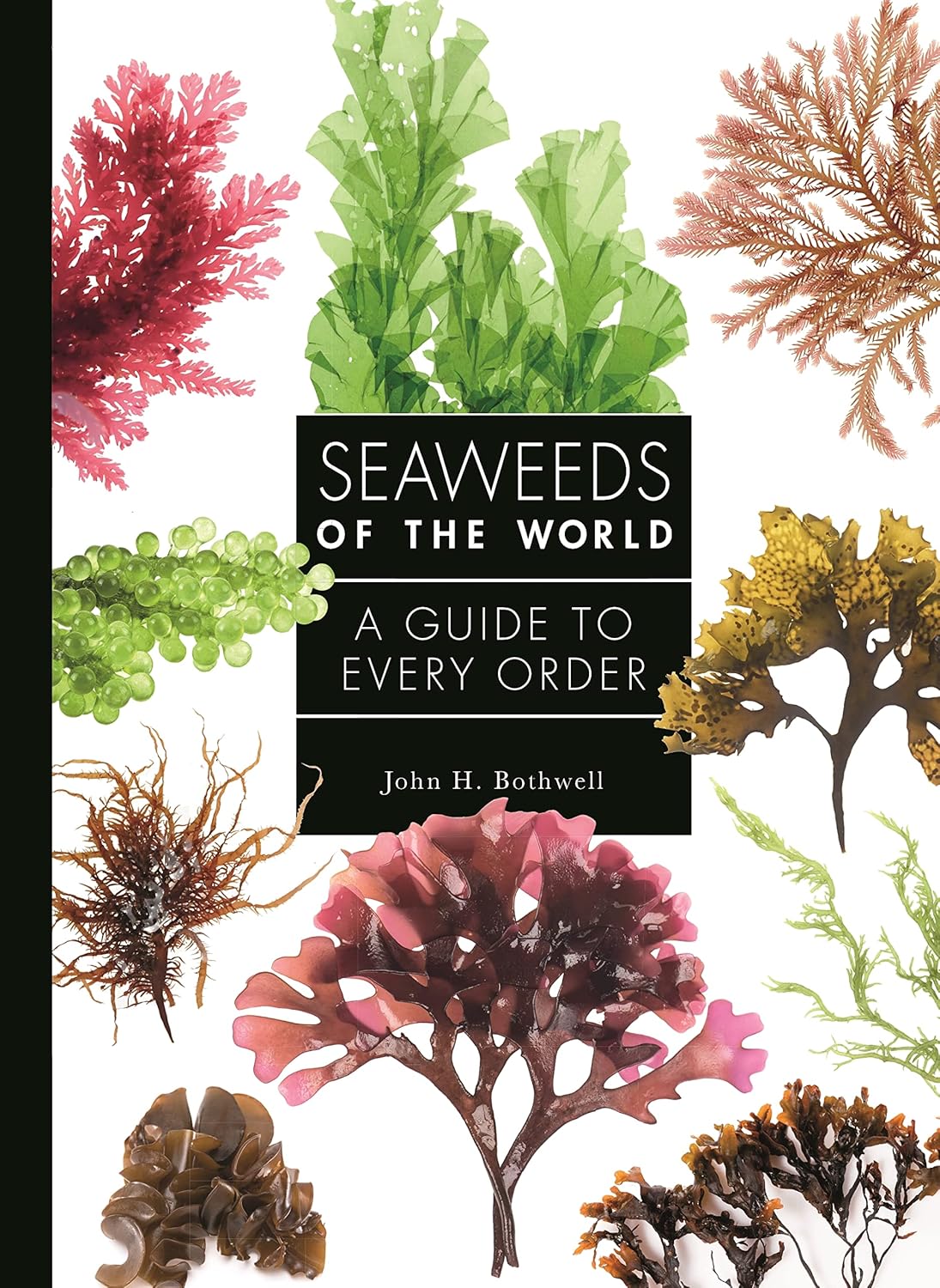 Seaweeds of the World: A Guide to Every Order (A Guide to Every Family)