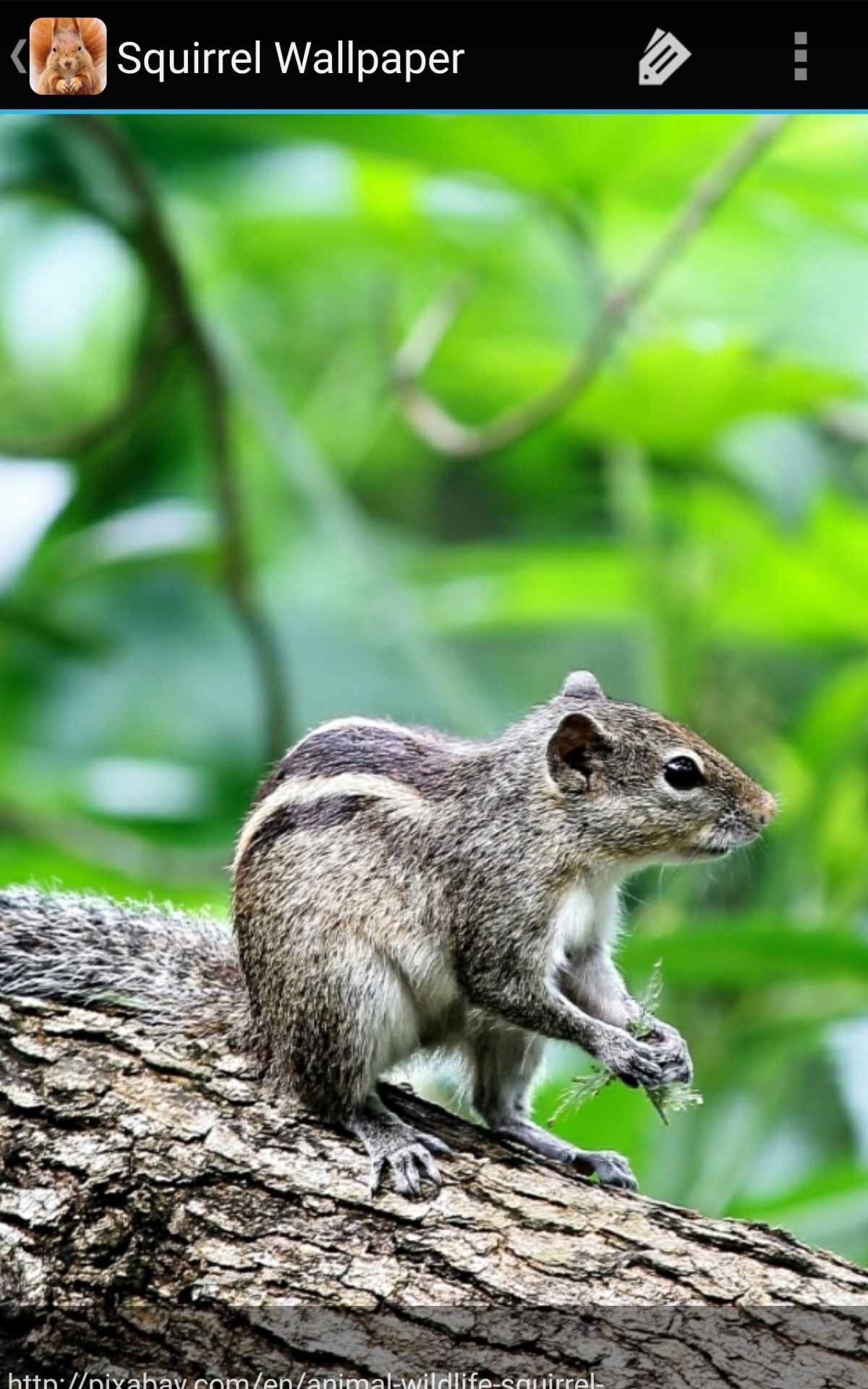 Squirrel Wallpaper By Iadinea