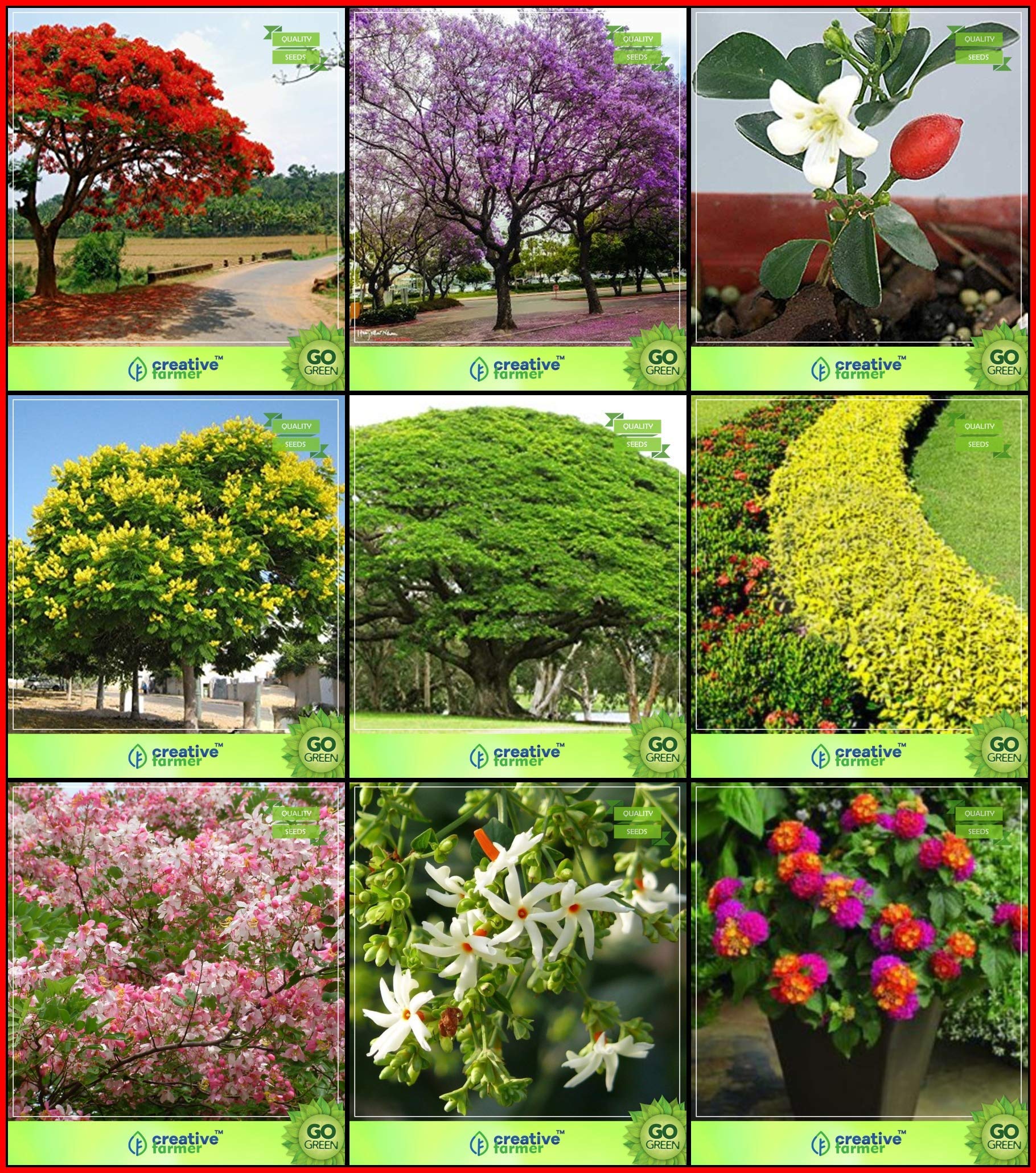Ohhsome Garden Decoration Combo Tree Seeds Blue Jacaranda Delonix Regia ...