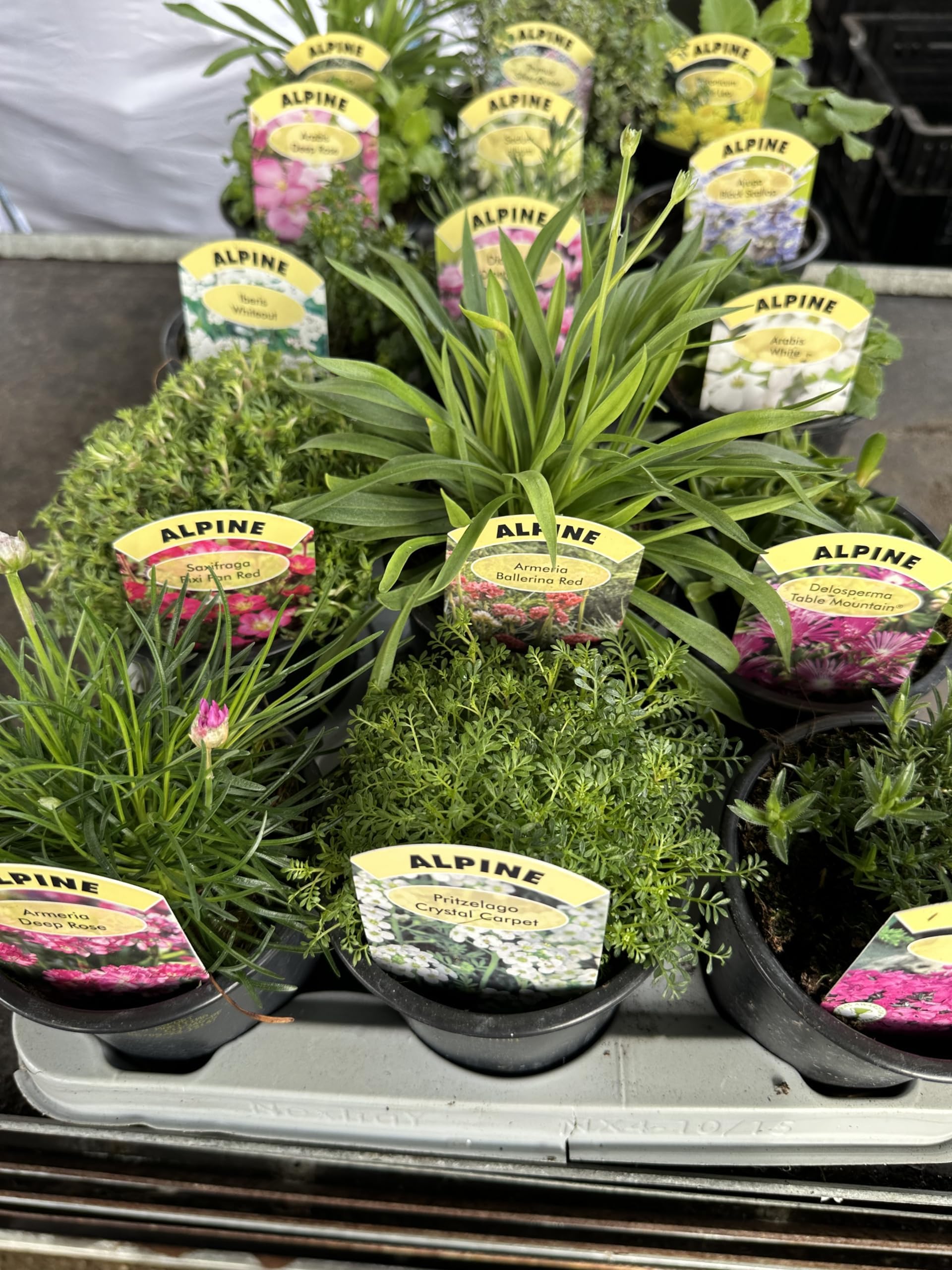 Pack of 12 Mixed Rockery Plants in 9cm Pots - Alpine Perennial ...