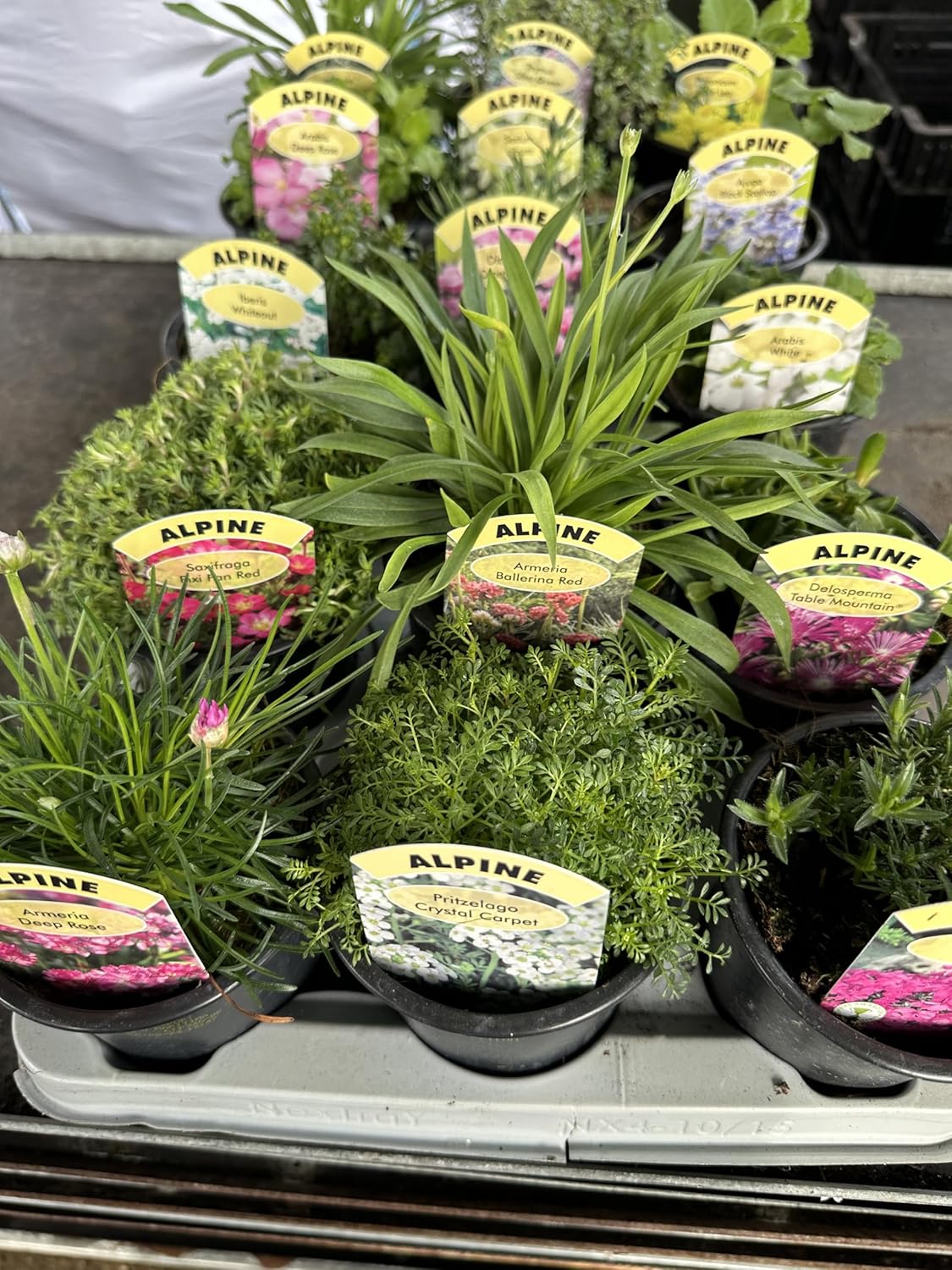 GARTHWAITE NURSERIES® : - 6 Mixed ALPINES & Perennial Rockery Plants ...