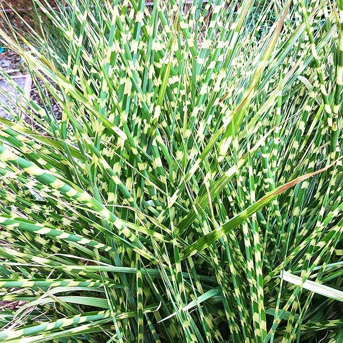 Amazon.com : Bloomingbulb Ornamental Grass, Zebra Grass, Outdoor ...