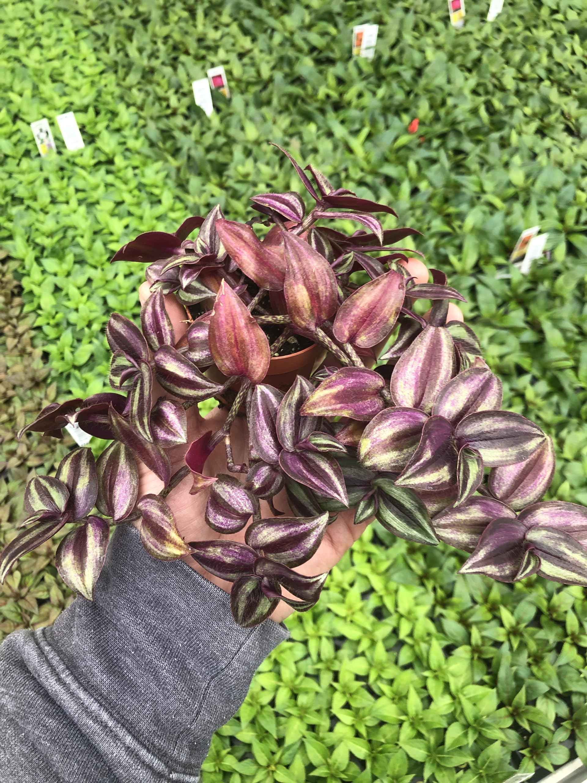 Amazon.com : Generic Tradescantia Zebrina Mini ~ Purple Wandering Jew ...