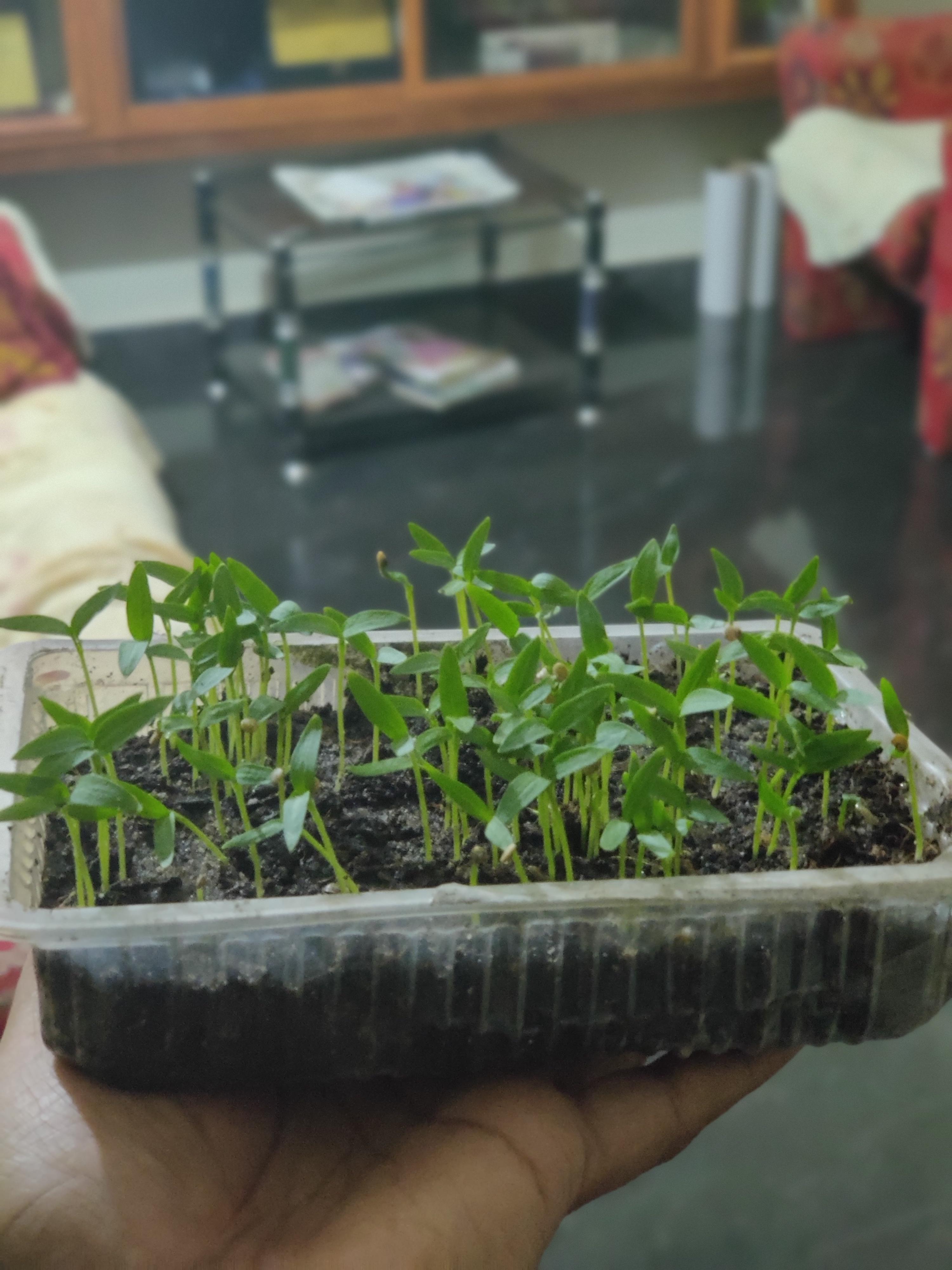 Pyramid Seeds Brinjal Banarasi Giant Seeds (800 mg, 200 Seeds) : Amazon ...