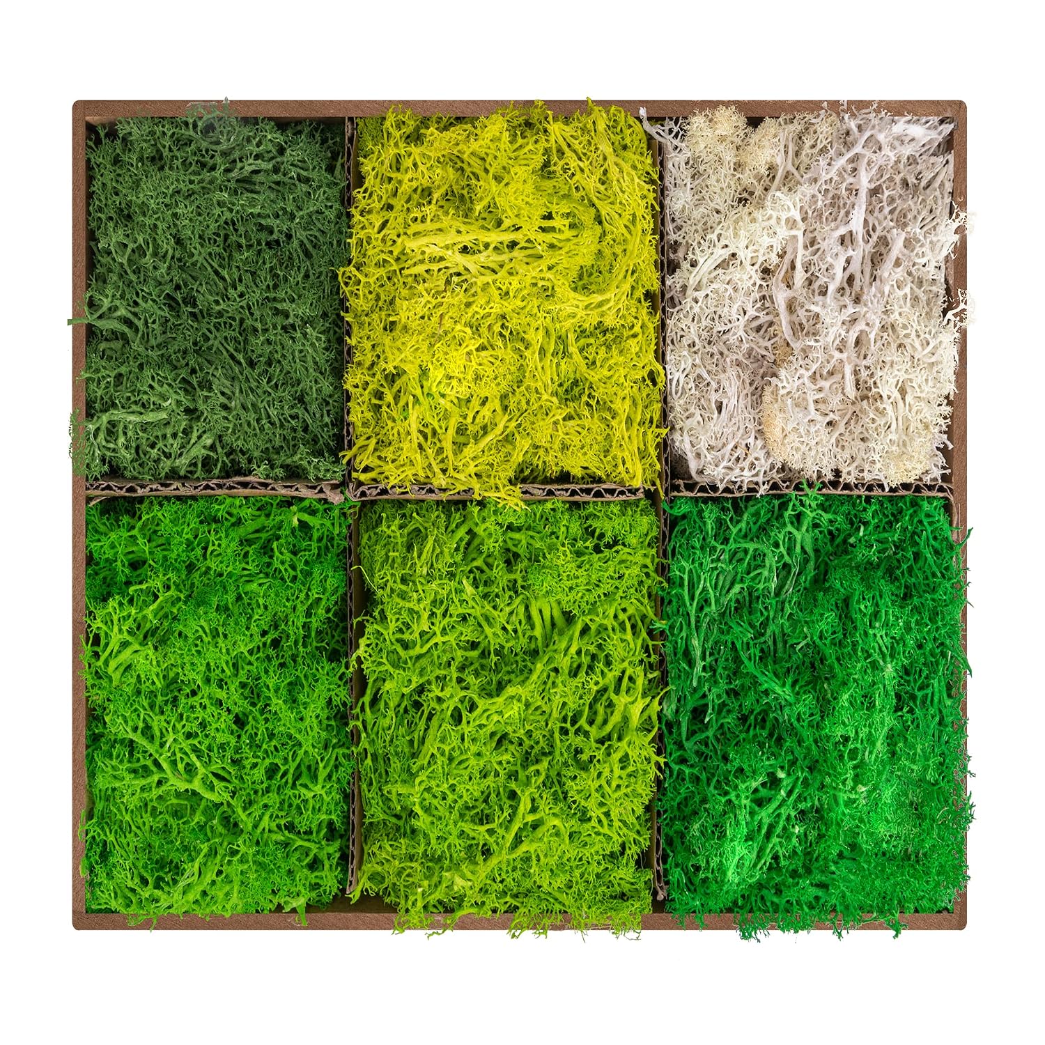 Amazon.com: 6 Colors Preserved Moss-16.9 OZ Natural Reindeer Moss-Moss ...