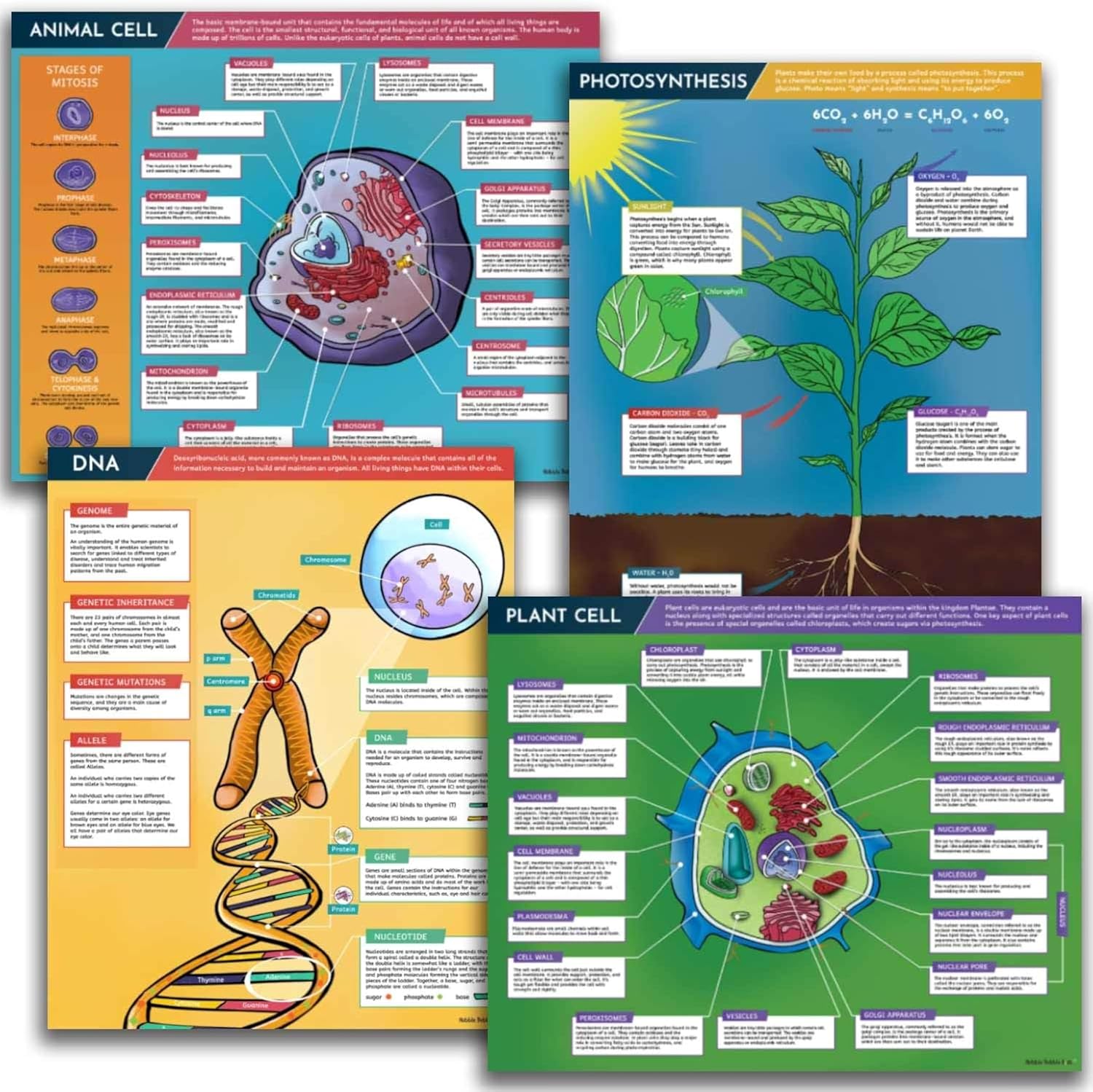 Amazon.com: Hubble Bubble Kids Science Posters for Classroom Decoration ...