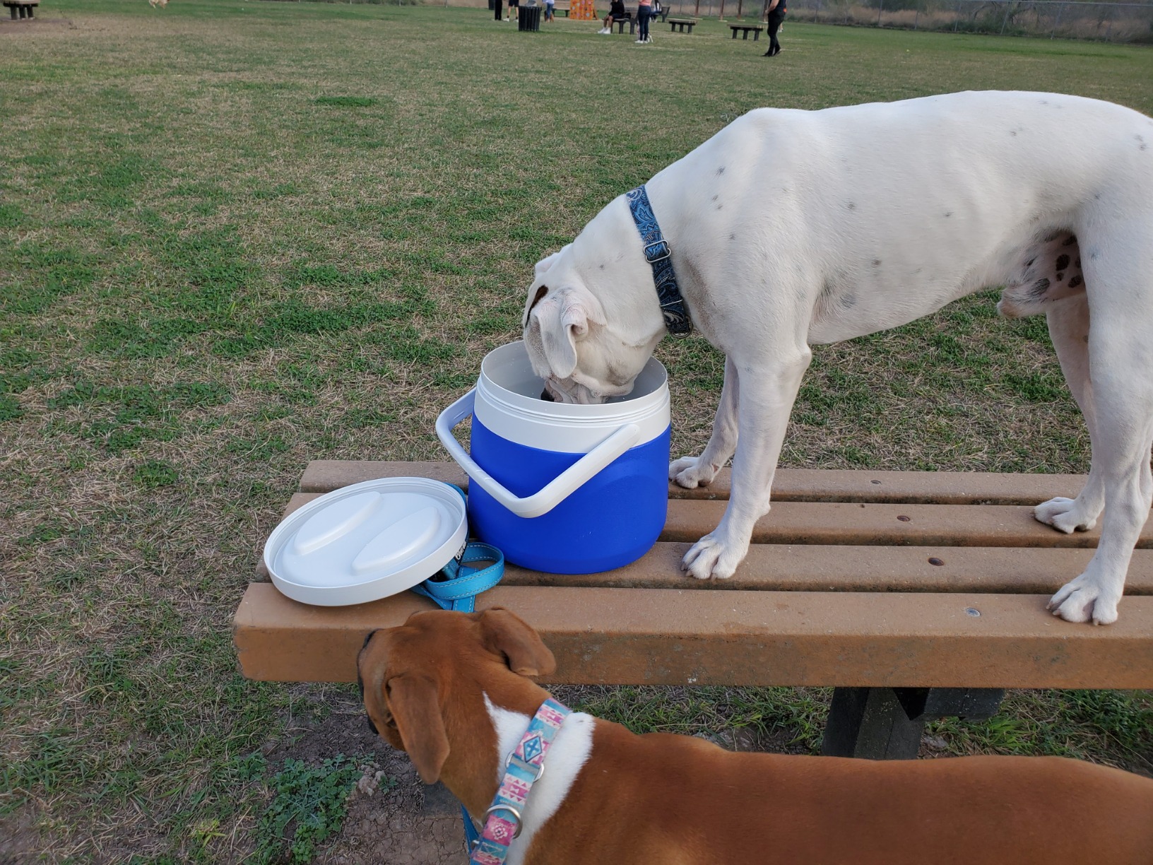 Amazon.com : Coleman 2 Gallon Party Stacker Beverage Cooler , Green ...