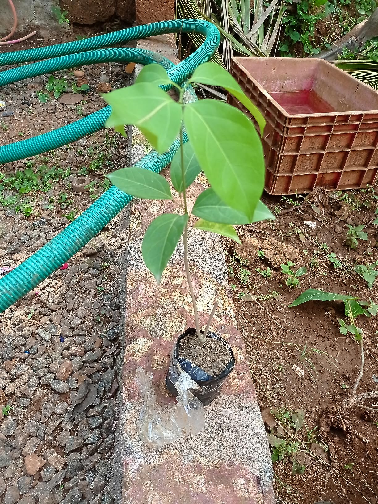 Mphmi Plants Ficus sacred fig Religiosa Plant Holy Fig Tree Pipal Plant ...