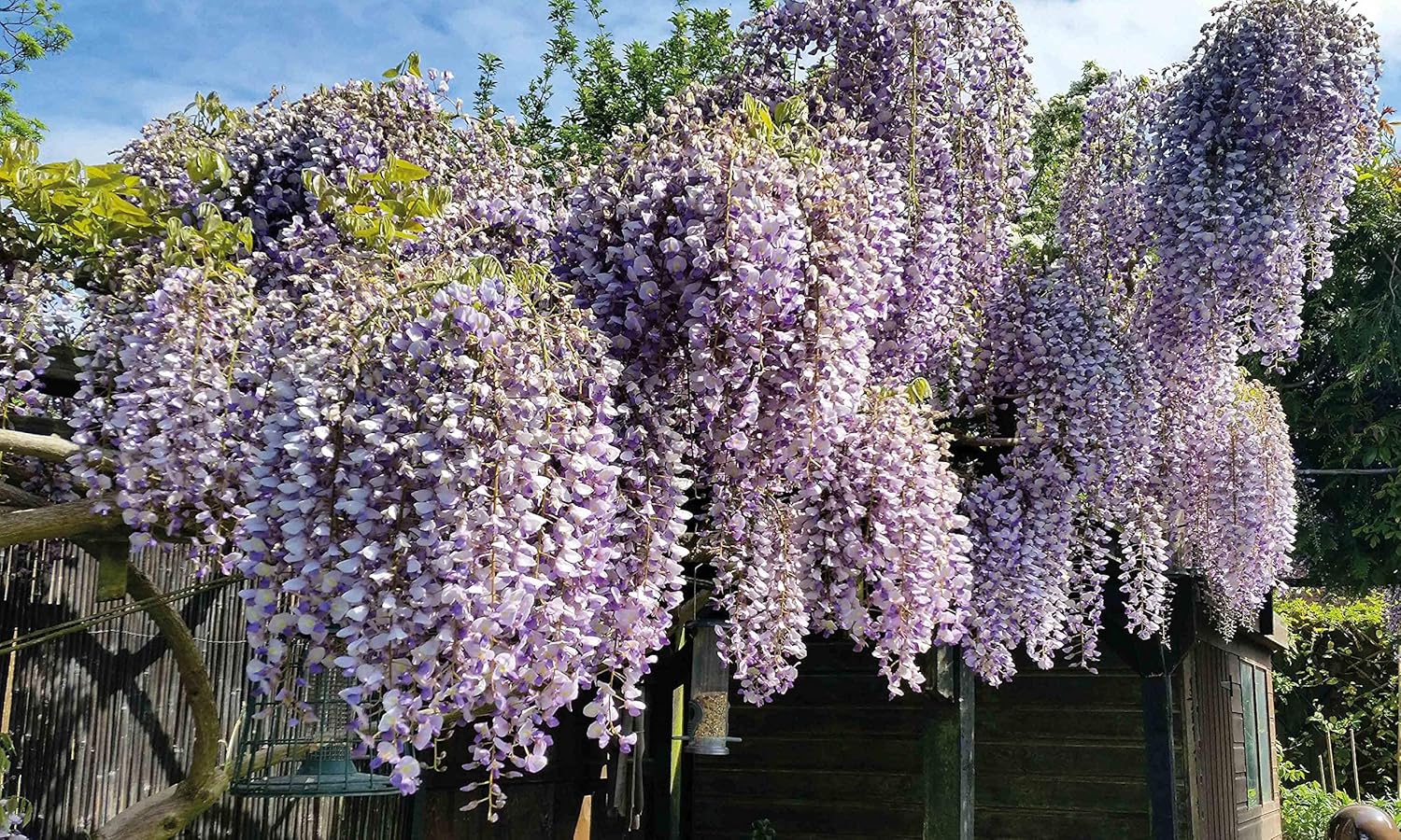 Wisteria, Standard Tree, Hardy, sinensis, Patio Shrub, Scented, Garden ...