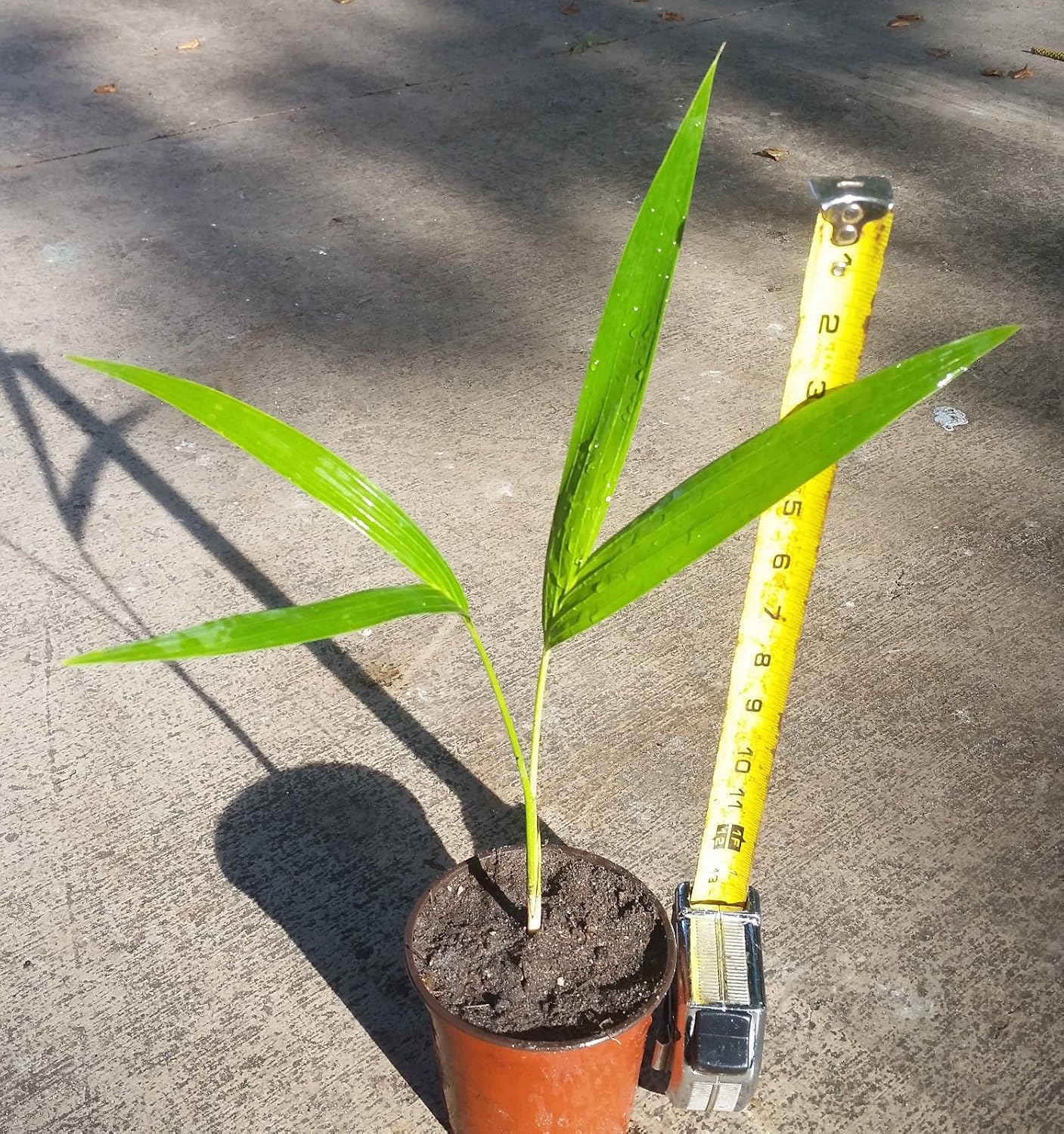 Amazon.com : 12" Christmas Palm Tree (adonidia merrilli) Live ...