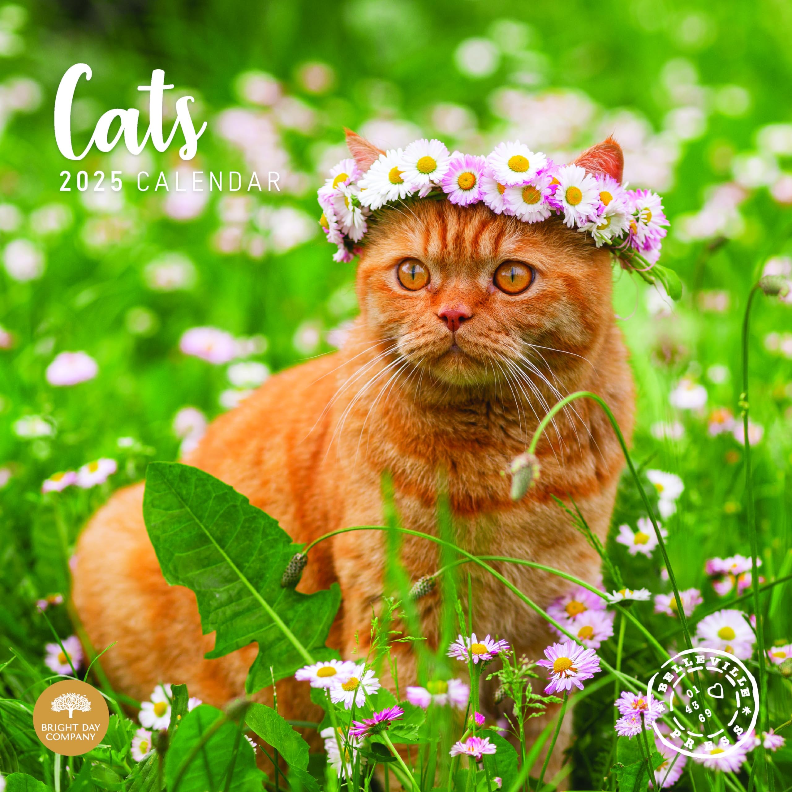 2025 Cats Monthly Wall Calendar by Bright Day, 12 x 12 Inch : Amazon.ca ...