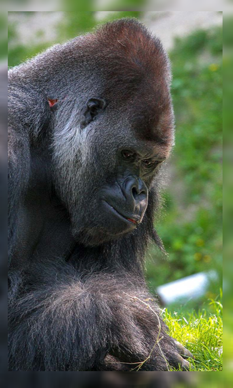 4K Gorilla Wallpapers - Application sur Amazon Appstore