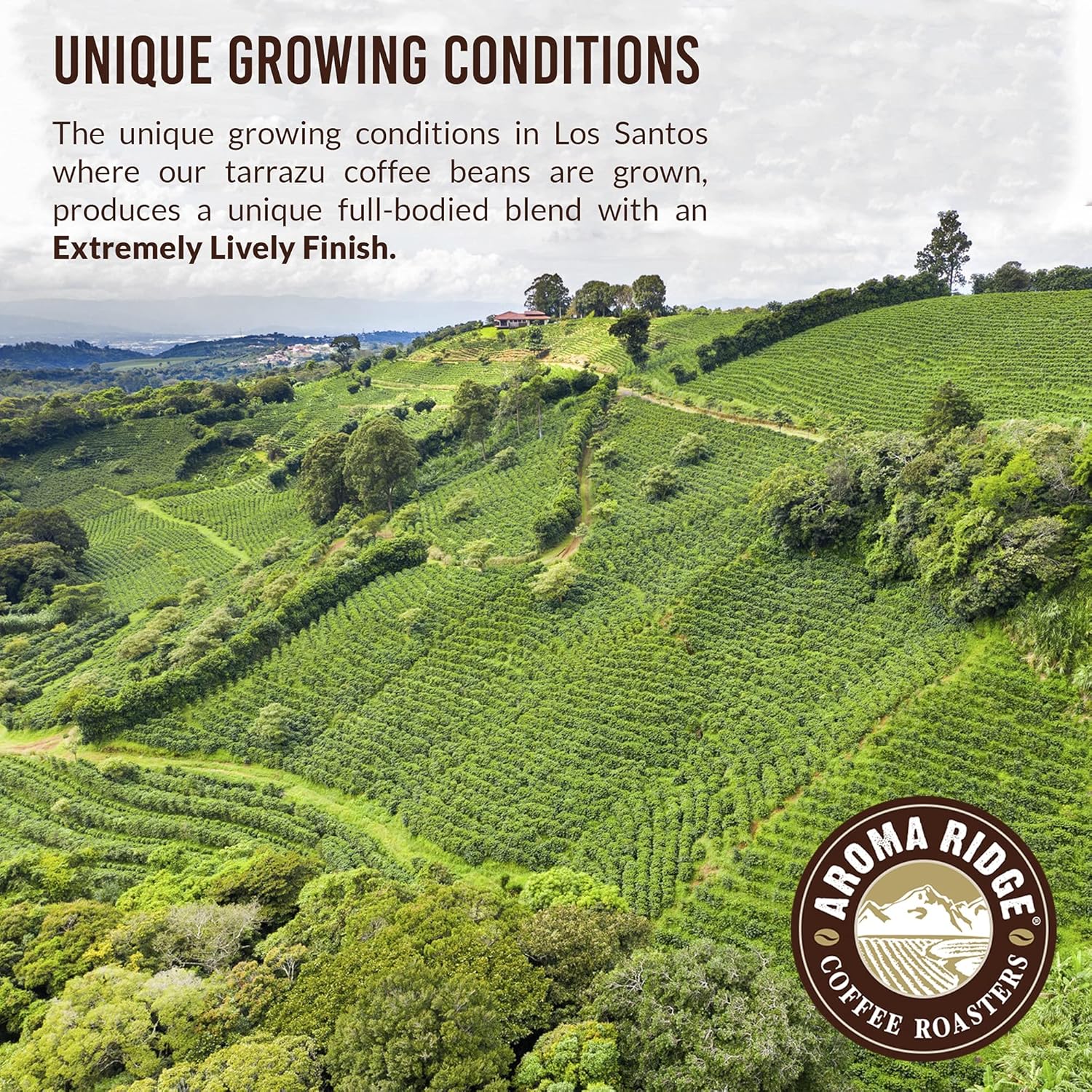 Tarrazu Costa Rica, La Minita Facienda, café en grano entero de Aroma ...