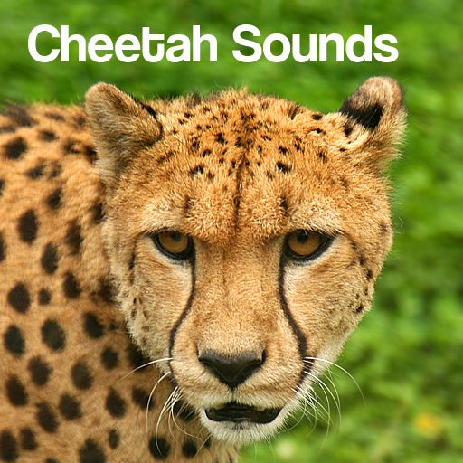 Cheetah Sounds - App on Amazon Appstore