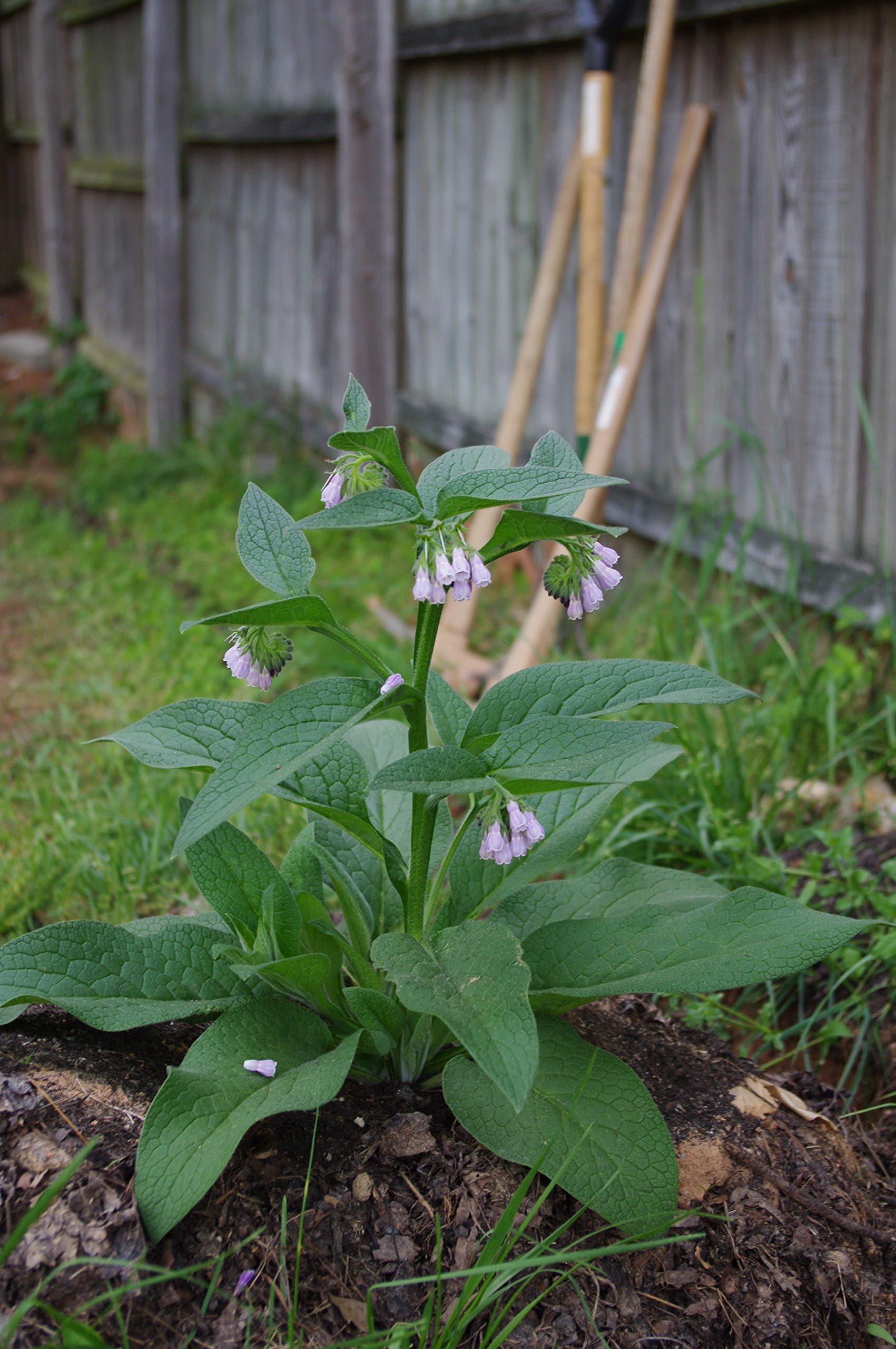 Amazon.com : Live Organic Comfrey Plant - Established and Rooted Plants ...
