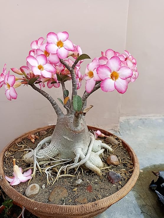 a's adenium Adenium Arabicum MKMK Seed Pack of 5 Seeds : Amazon.in ...