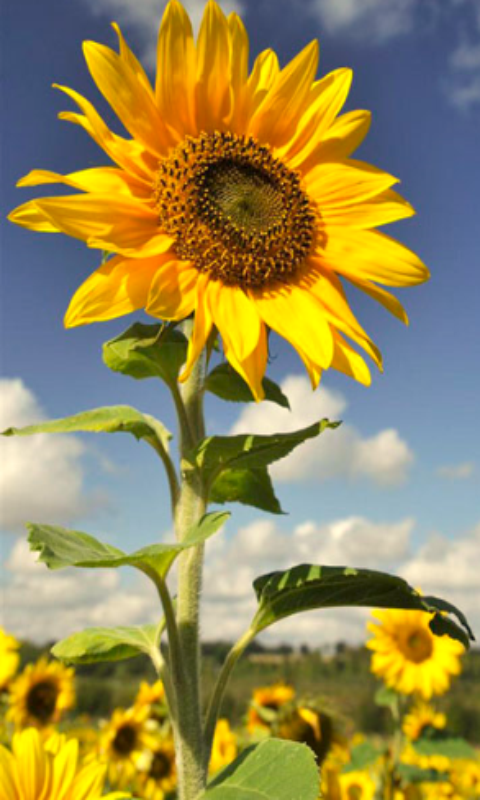 Hot Sunflower Wallpapers - App on Amazon Appstore