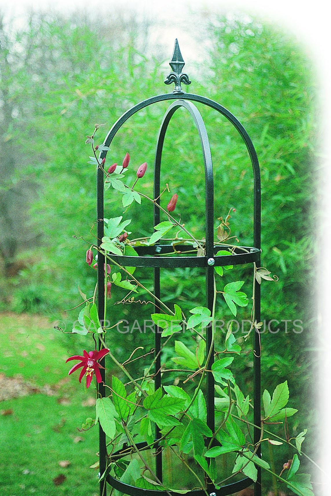 GAP GARDEN PRODUCTS 7Ft (213cm) Traditional Obelisk, metal (rose tower ...
