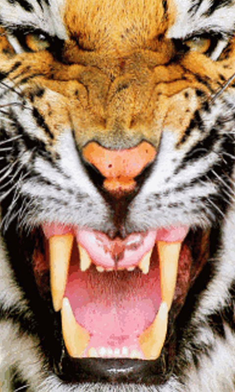 Mad Tiger Live Wallpaper-Amazonアプリストアのアプリ