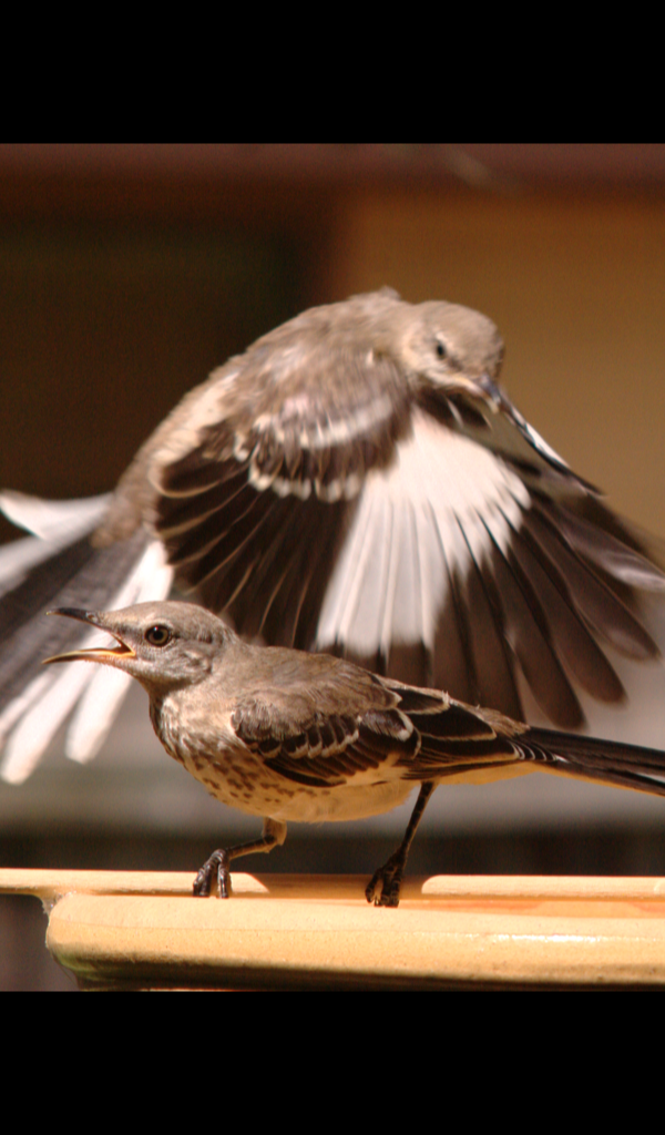 Mockingbird Wallpaper -- HD Wallpapers of Mockingbird! - App on Amazon ...