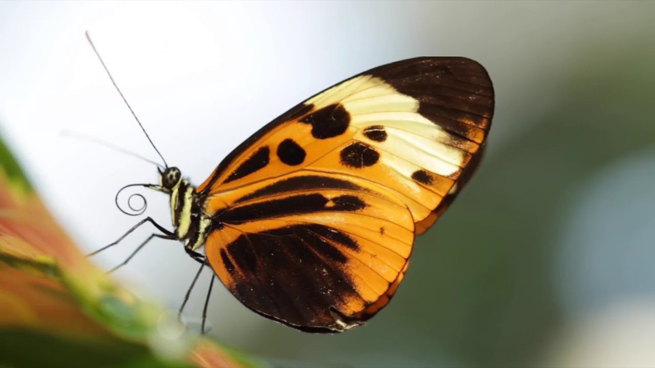 Video Touch - Bugs & Insects - App on Amazon Appstore